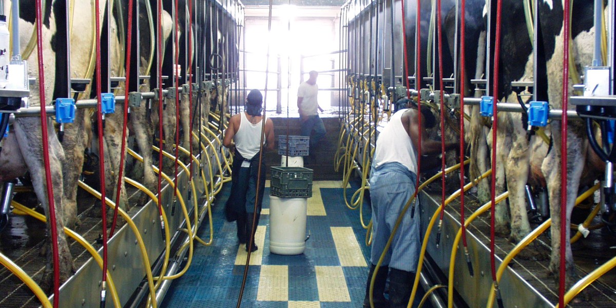 Prison labor’s new frontier: Artisanal foods | Fortune