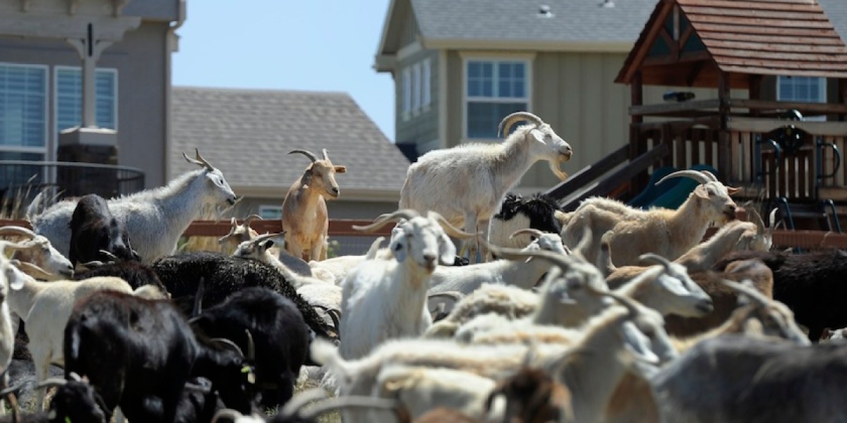 America's best cities for goat-owning hedge fund managers | Fortune