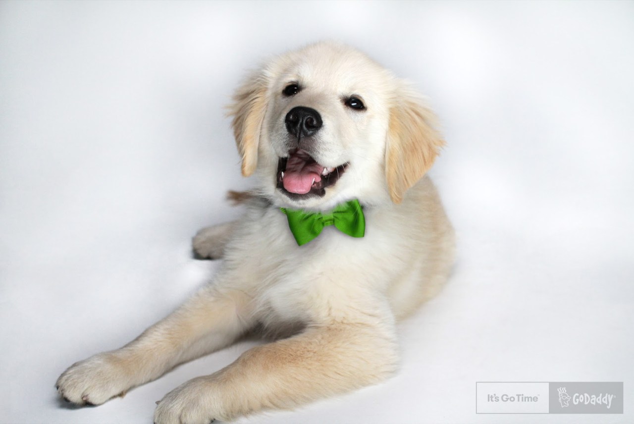 The 12 Best Companies For Pet-Loving Employees | Fortune