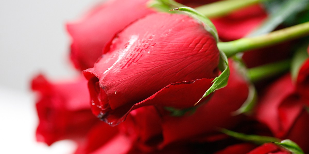 Your Valentine's Day flowers' journey from farm to vase, in 9 steps ...