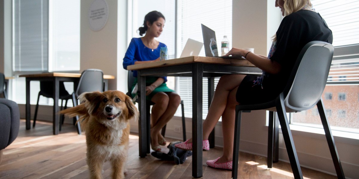 9 Best Companies for dog and cat lovers | Fortune