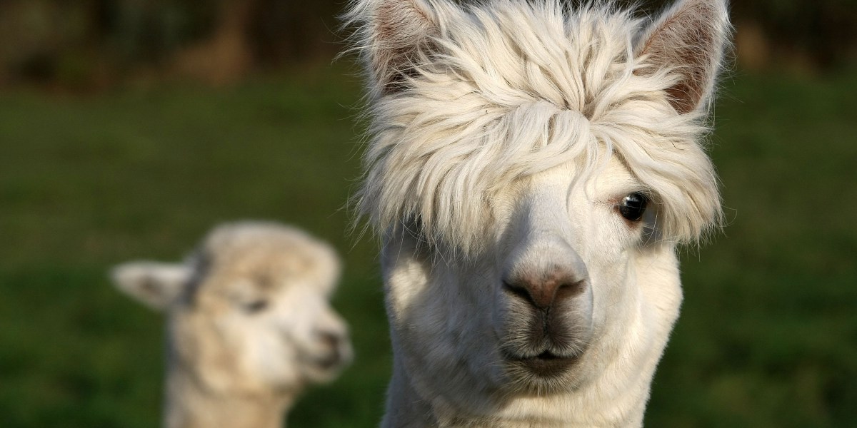 Alpaca wool hits the runway | Fortune