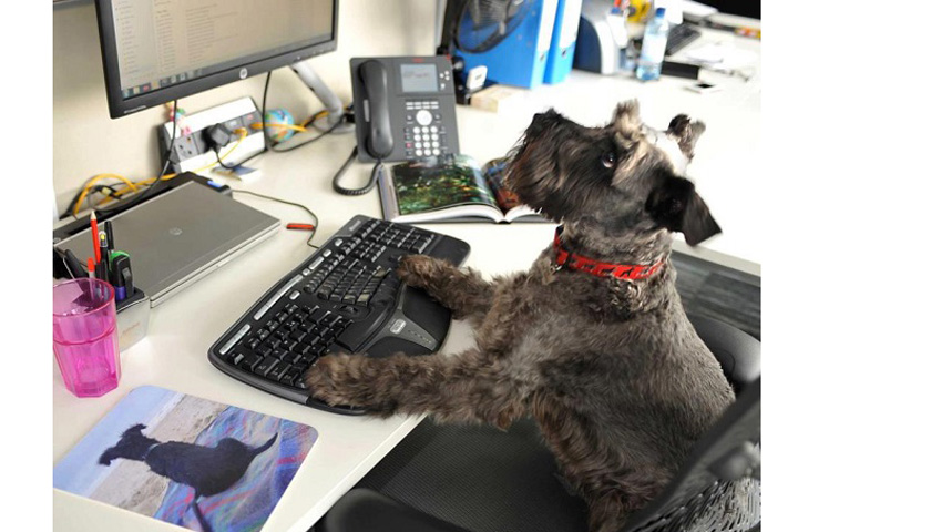 The 12 Best Companies For Pet-Loving Employees | Fortune