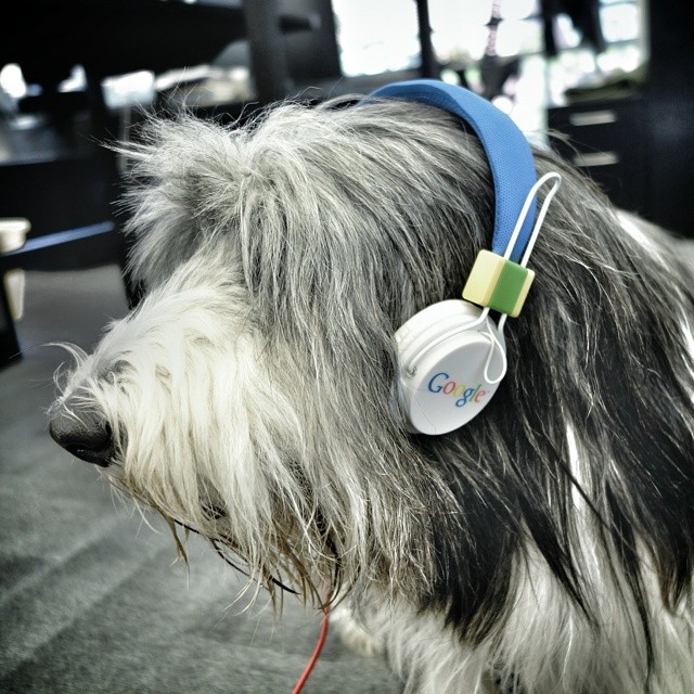 The 12 Best Companies For Pet-Loving Employees | Fortune