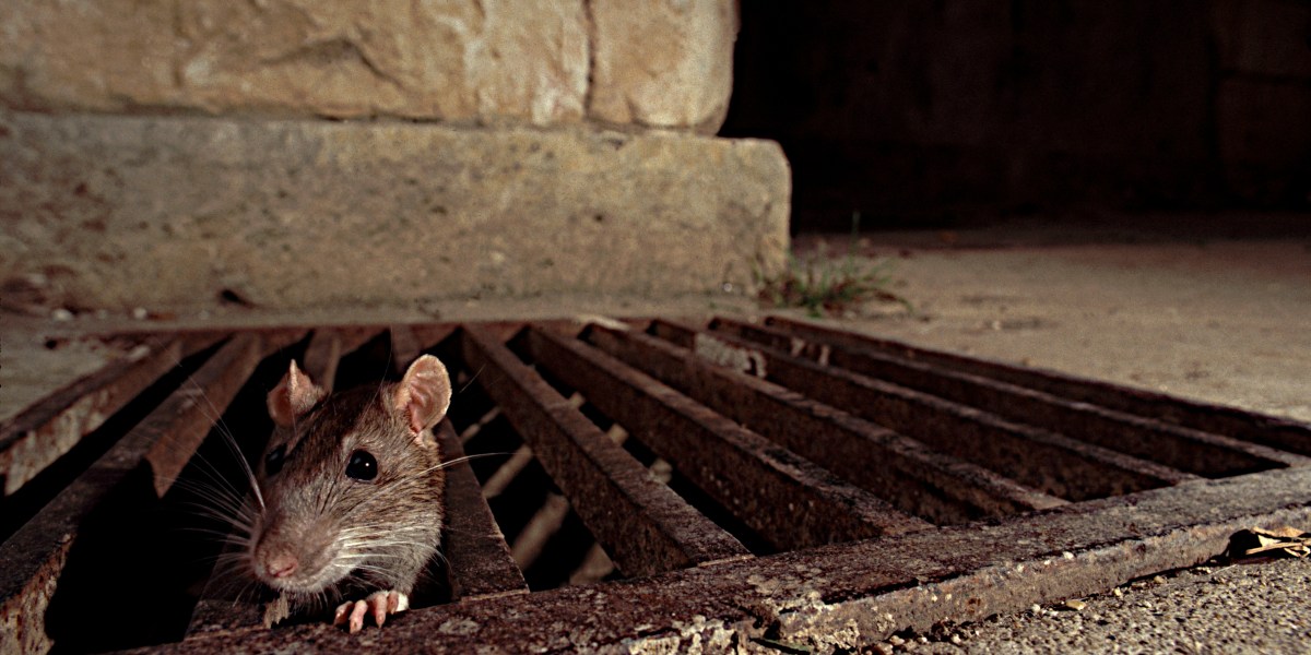 Chicago kills rats with big data, predictive analytics | Fortune
