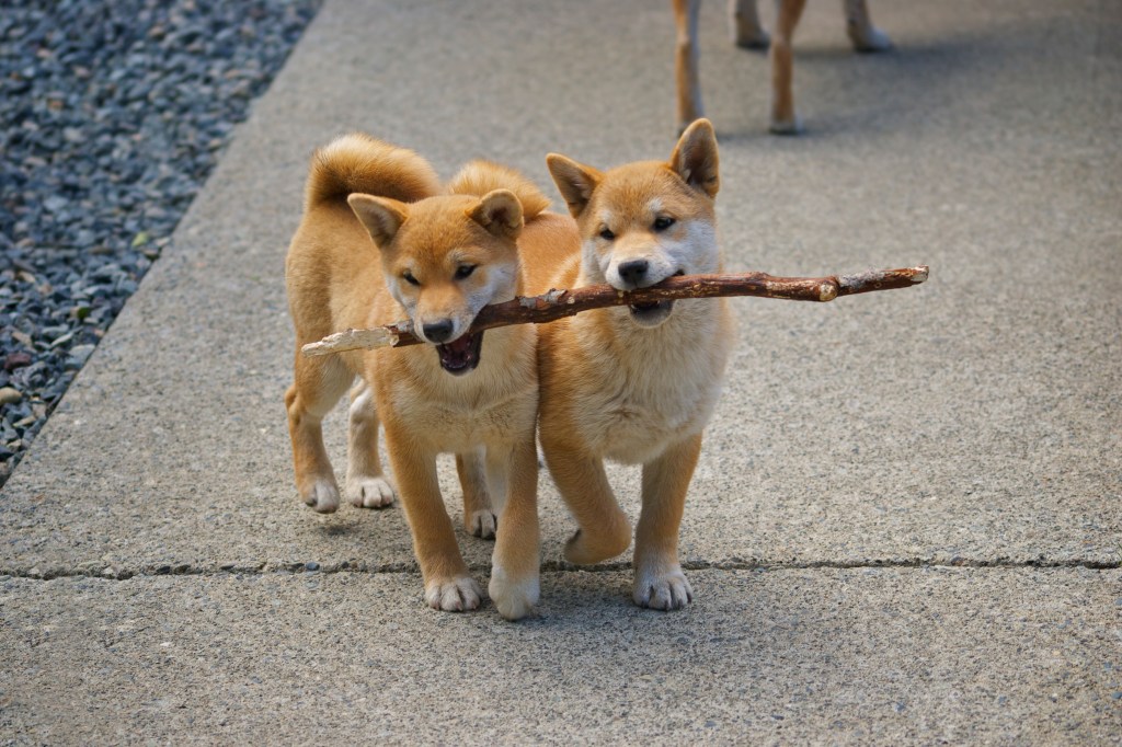 This chart shows two phrases most likely to replace "sharing economy ...