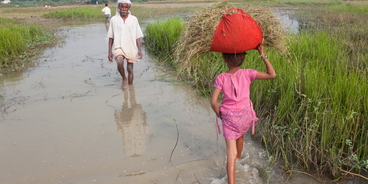 Bill Gates is excited about 'scuba rice' | Fortune