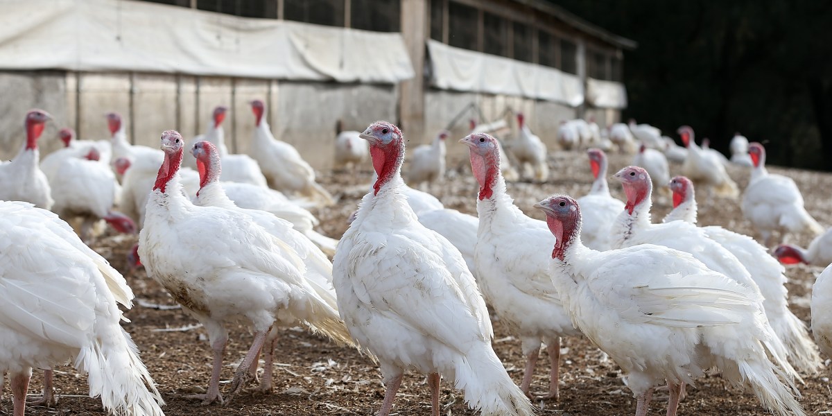 Thanksgiving Turkey: Here's Why They'll Be More Expensive than Ever ...