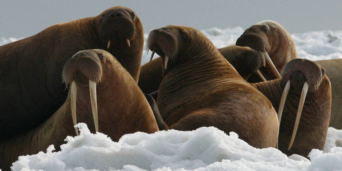 The Arctic Has Just Hit Its Highest Temperature in 115 Years | Fortune