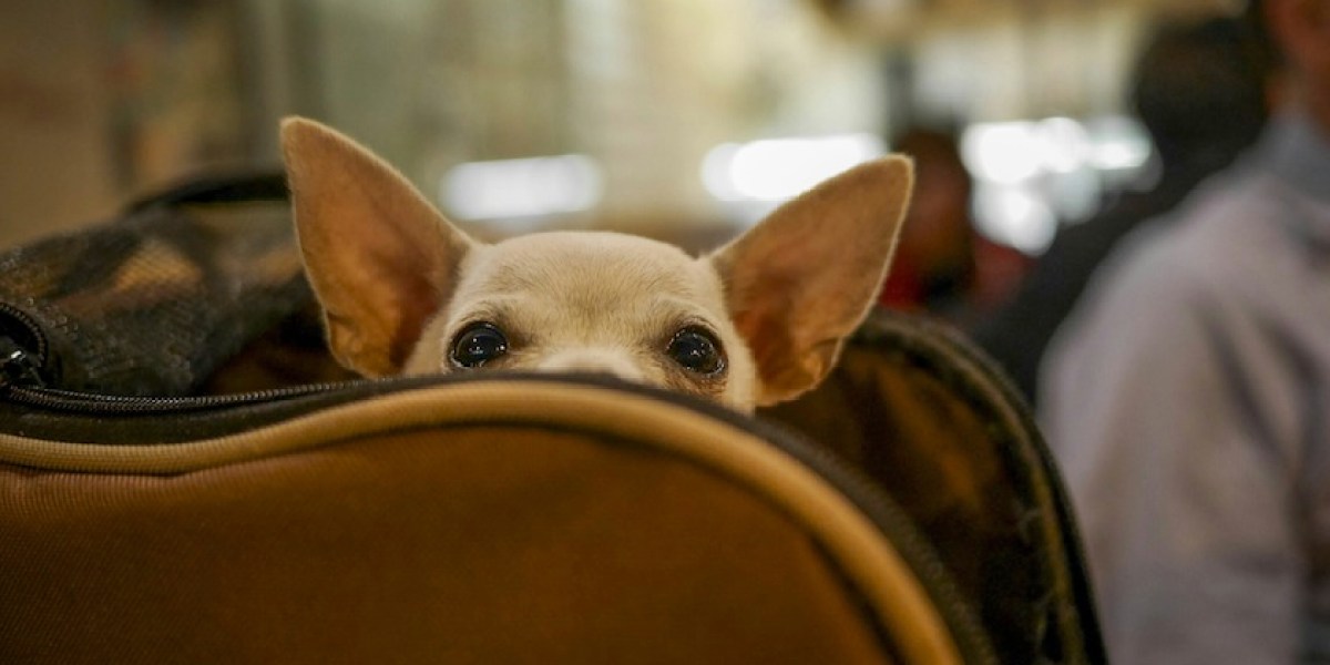 Amtrak Will Allow Pets on Many More Trains | Fortune