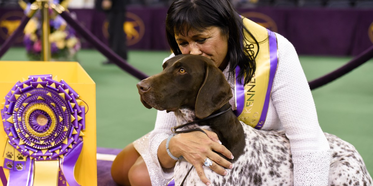German Shorthaired Pointer Wins Westminster Kennel Club's Best in Show ...