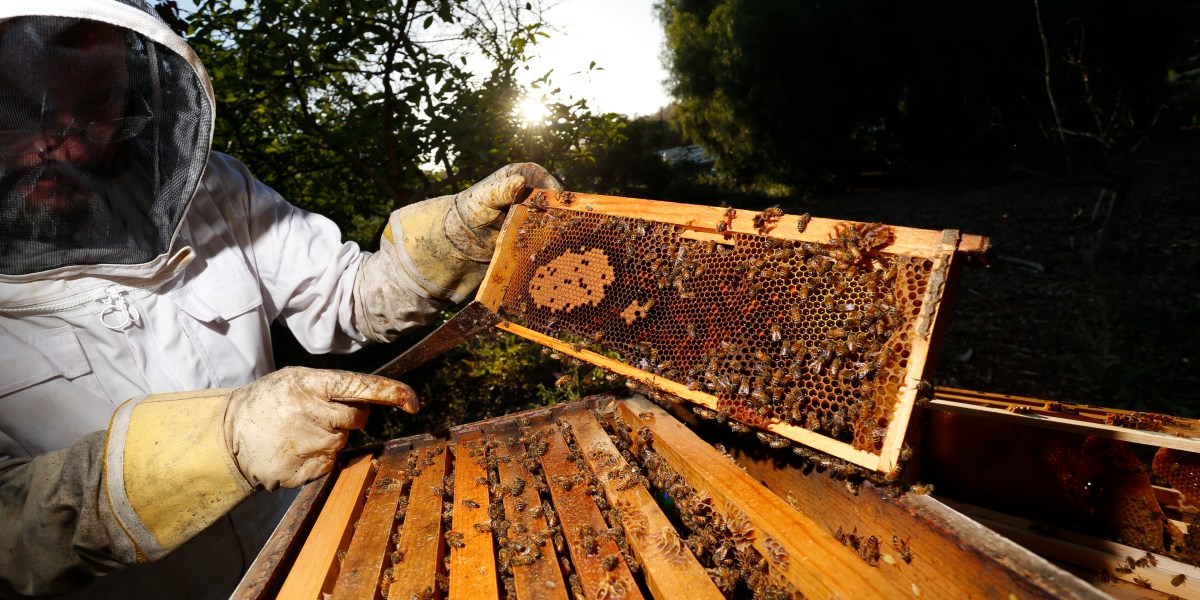The Global Food Industry Desperately Needs More Bees | Fortune