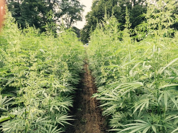 Trade Hemp As a Commodity With Startup Seed CX | Fortune