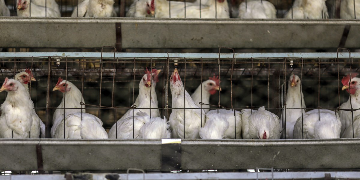 U.S. Poultry Workers Are Denied Breaks, Forced to Wear Diapers | Fortune