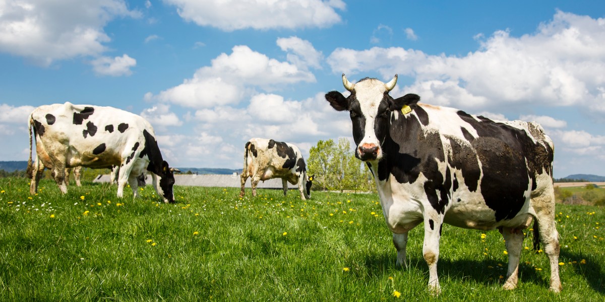 Cowlar: 'Fitbit for Cows' Could Help Farmers Improve Milk Production ...
