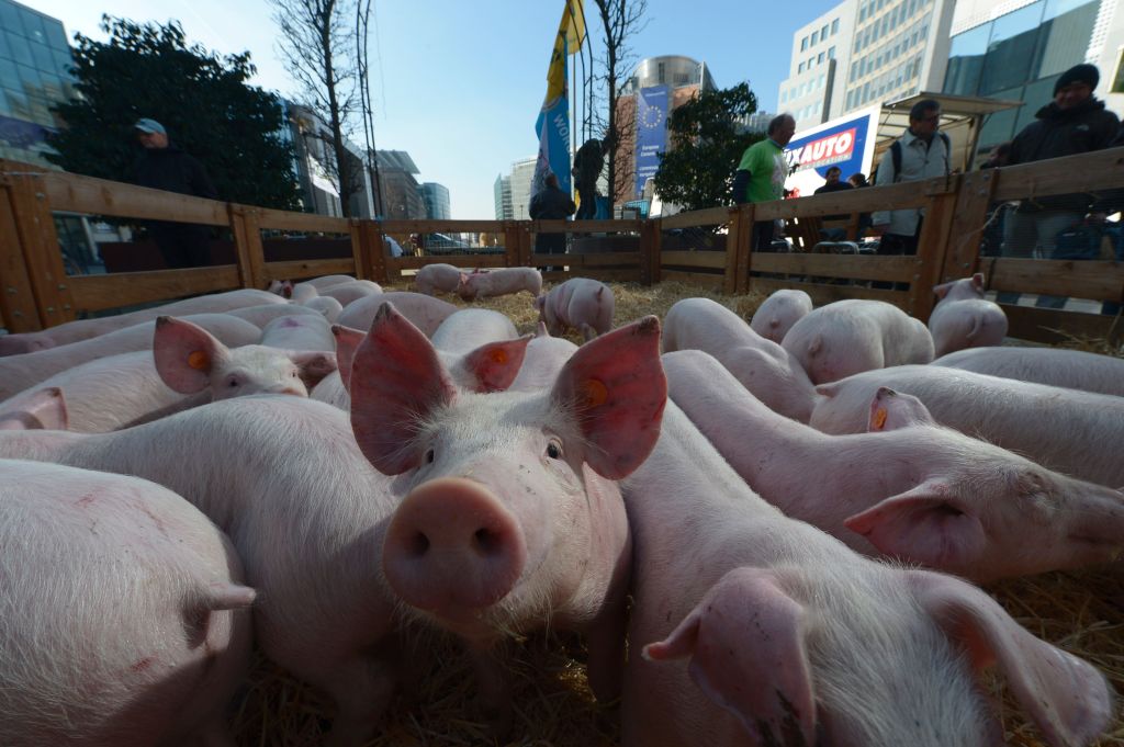 Why This Power Company Is Making Energy From Pig Poo | Fortune
