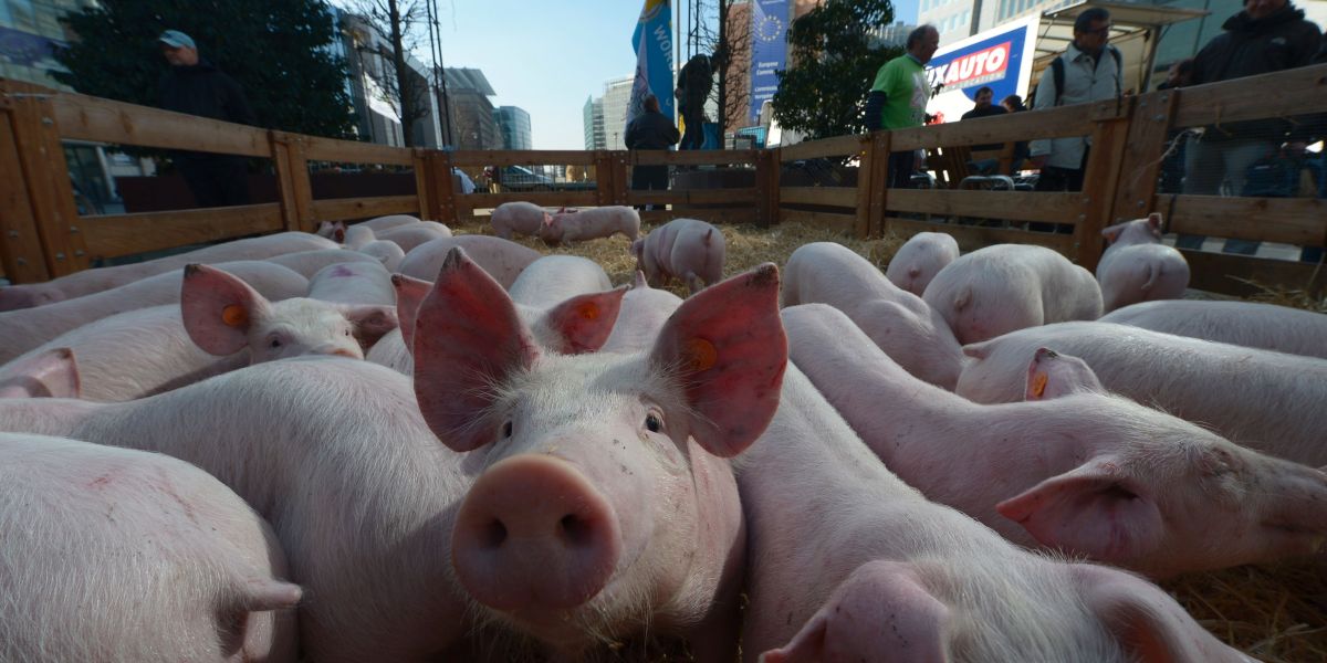 Why This Power Company Is Making Energy From Pig Poo | Fortune