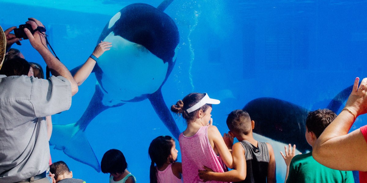 SeaWorld Stock Soars After Blackstone Sells Majority Stake | Fortune