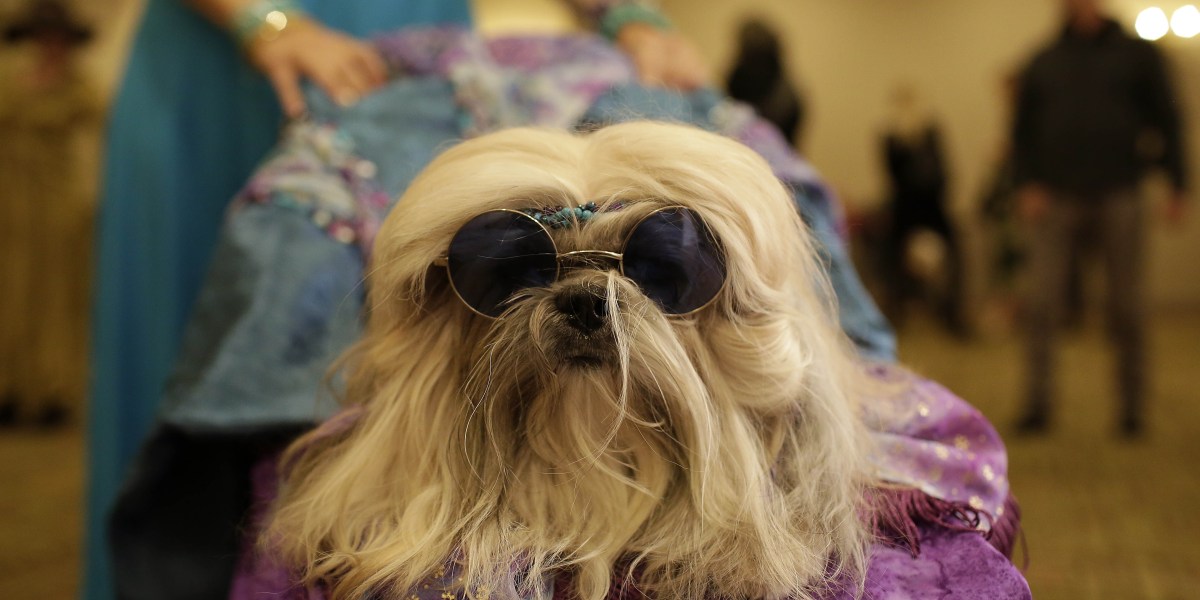 We’re Treating Pets Like Humans—and That’s Great for Business | Fortune