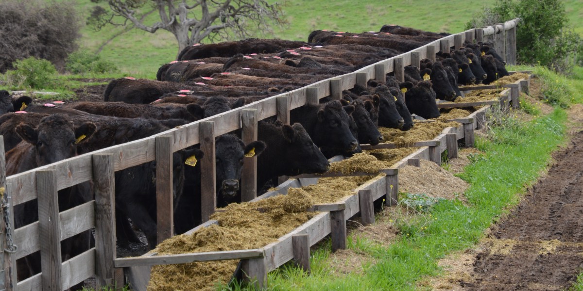 This Farm Is Betting Big on Chocolate-Eating Cows | Fortune