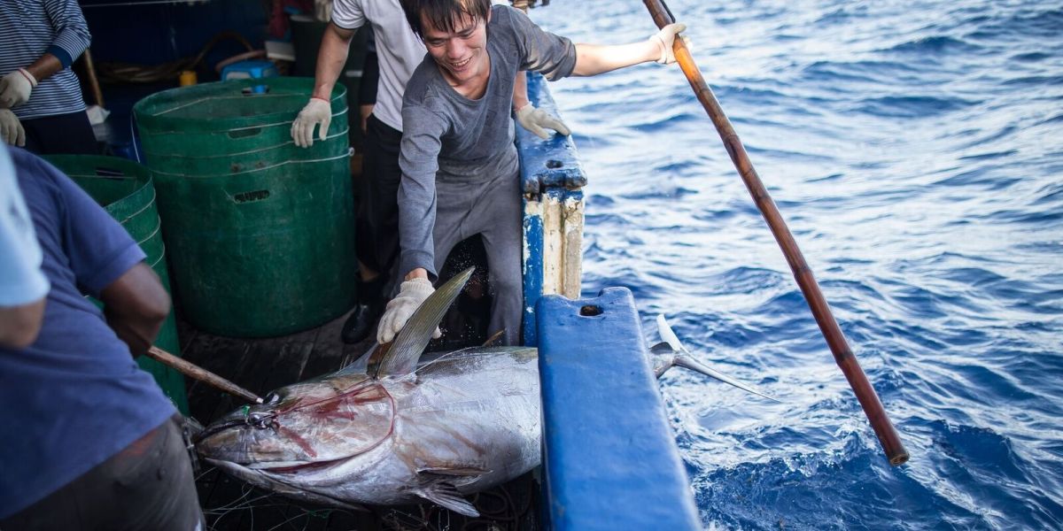 The Nature Conservancy To Use Machine Learning To Improve Tuna Fishing ...