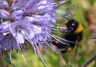Cheerios Bee-Friendly Wildflower: Why You Shouldn't Plant The Seeds ...