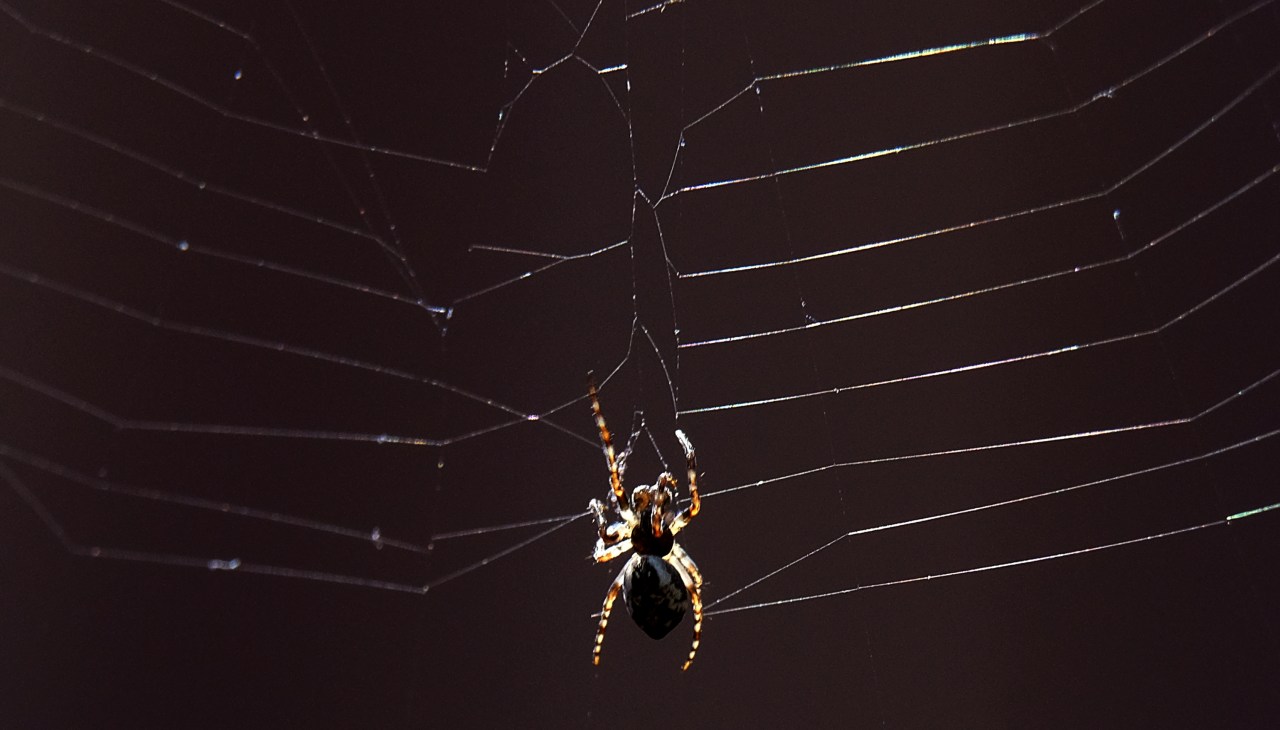 Spider Silk Startup Bolt Threads Buys Best Made Company | Fortune