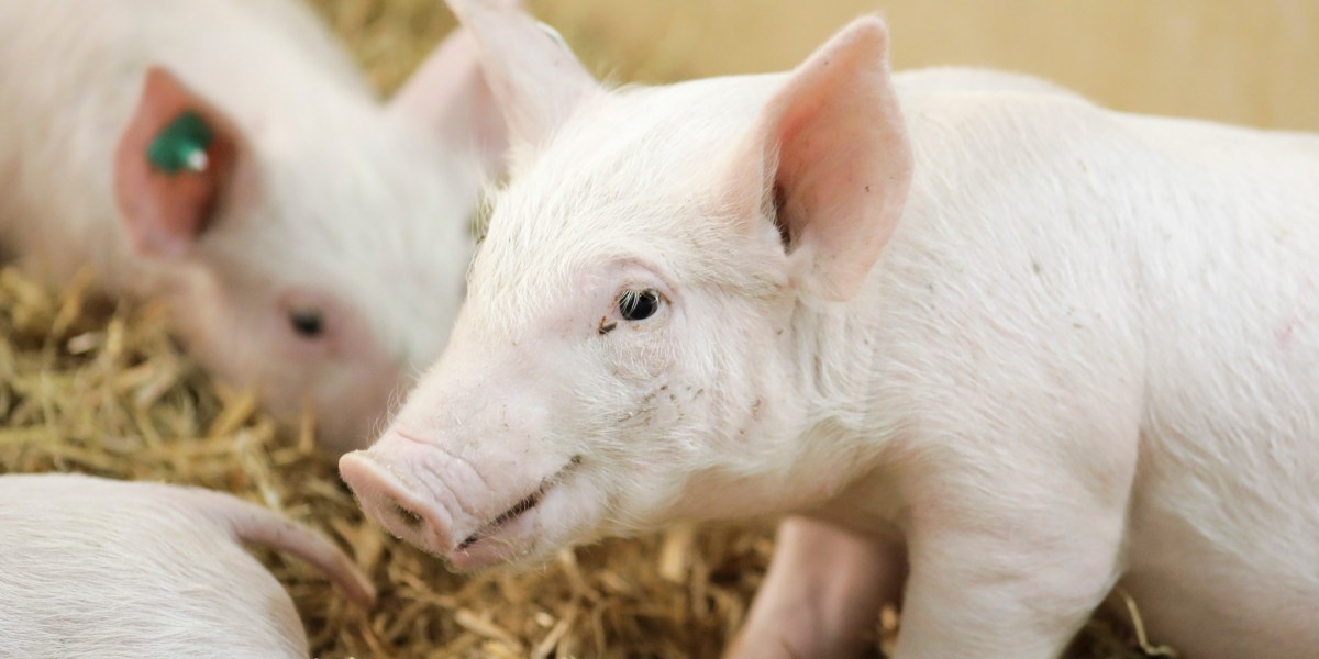 CRISPR Gene Editing Could Make Pig Organ Donors a Reality | Fortune