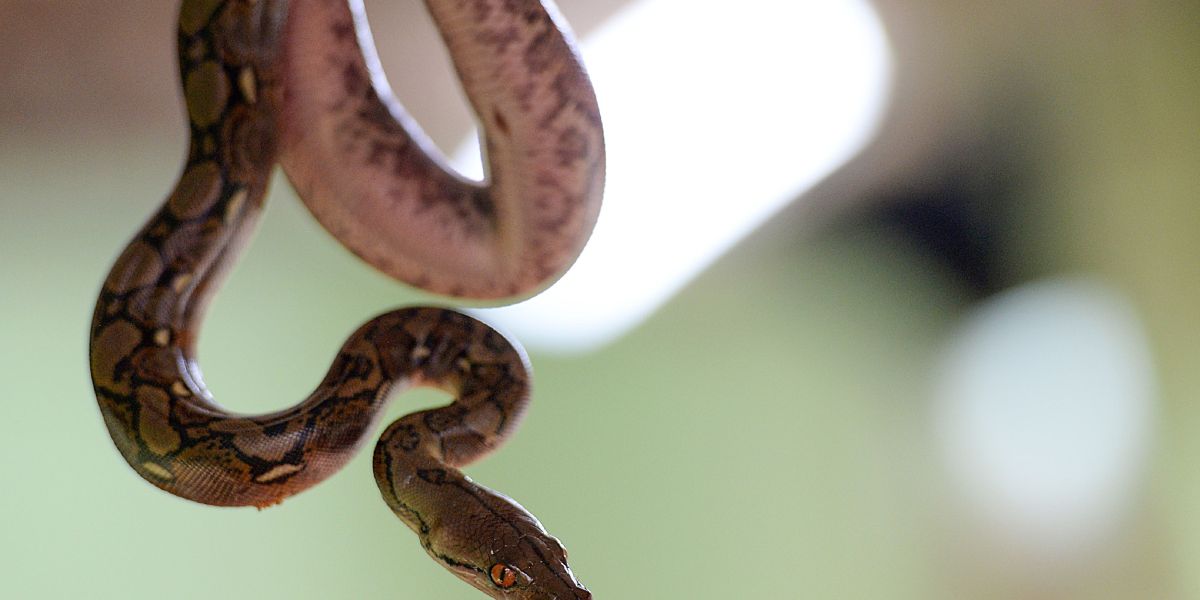 Scientists Just Found a 99-Million-Year-Old Baby Snake | Fortune
