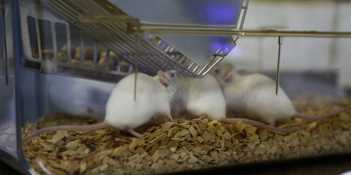 A Lab in China Gave Birth to the First Mice With 2 Dads | Fortune