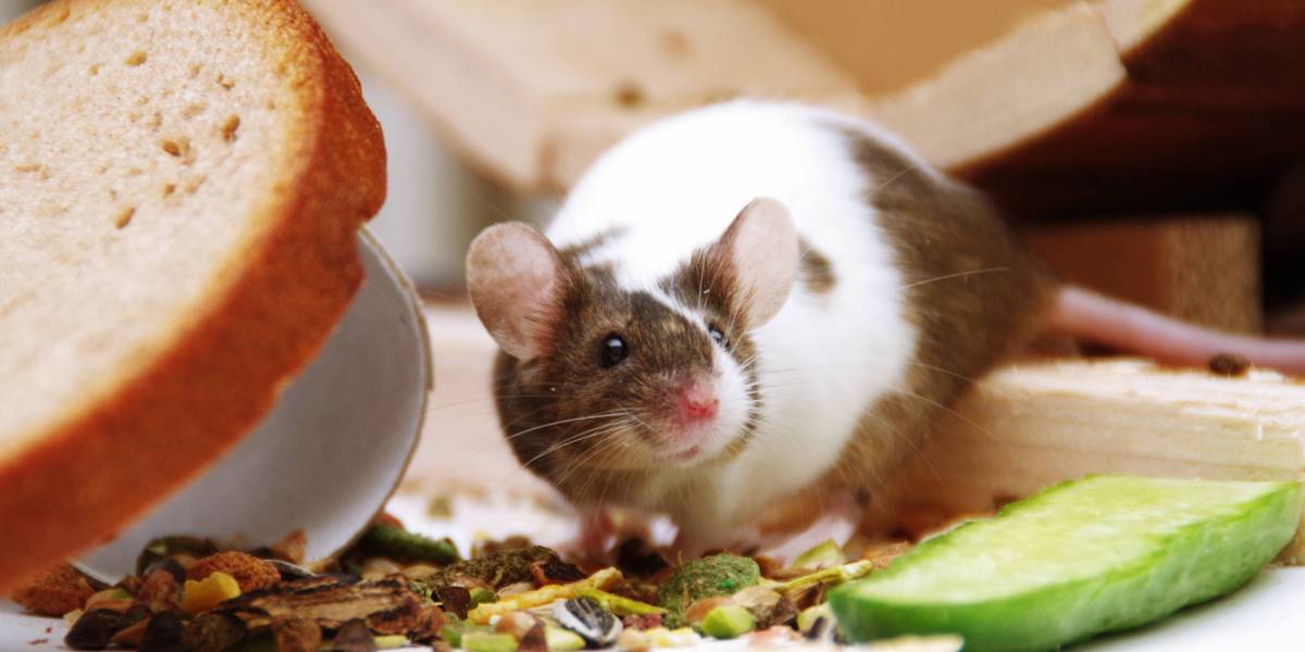 Stadium Food Report Finds Slime, Rodents, Cockroaches | Fortune