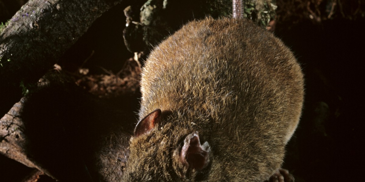 Australian Small Brown Rat Listed as Extinct Due to Climate Change ...