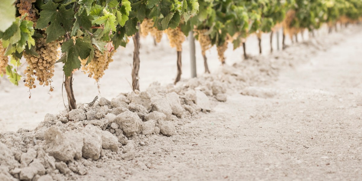 Natural Wine Movement Propelling New Method for Sherry Winemaking | Fortune
