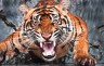 Tiger Global leads two | Fortune