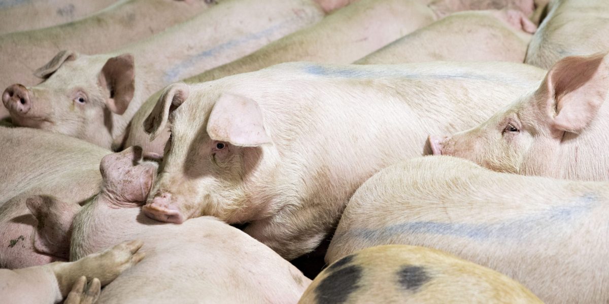 The WH Group: The father-son beef that is rattling the Chinese owner of ...