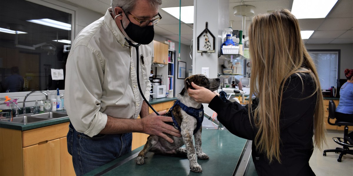 Vet shortages are the latest wrinkle in the pandemic puppy boom | Fortune
