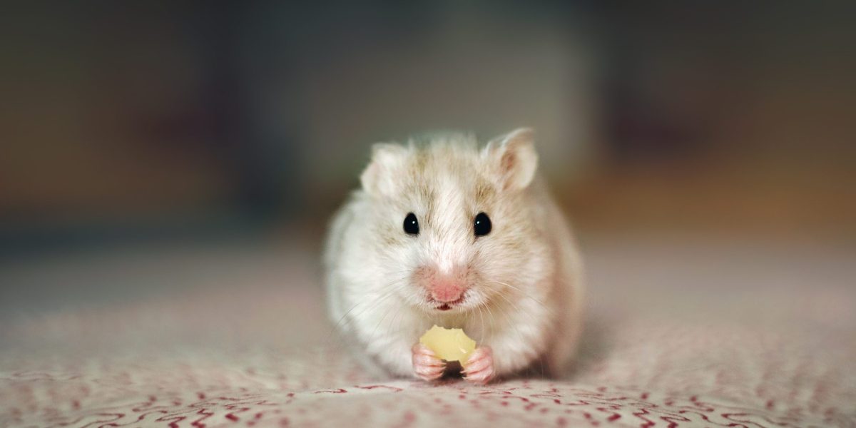 Crypto-trading hamster that outperformed Warren Buffett has died | Fortune