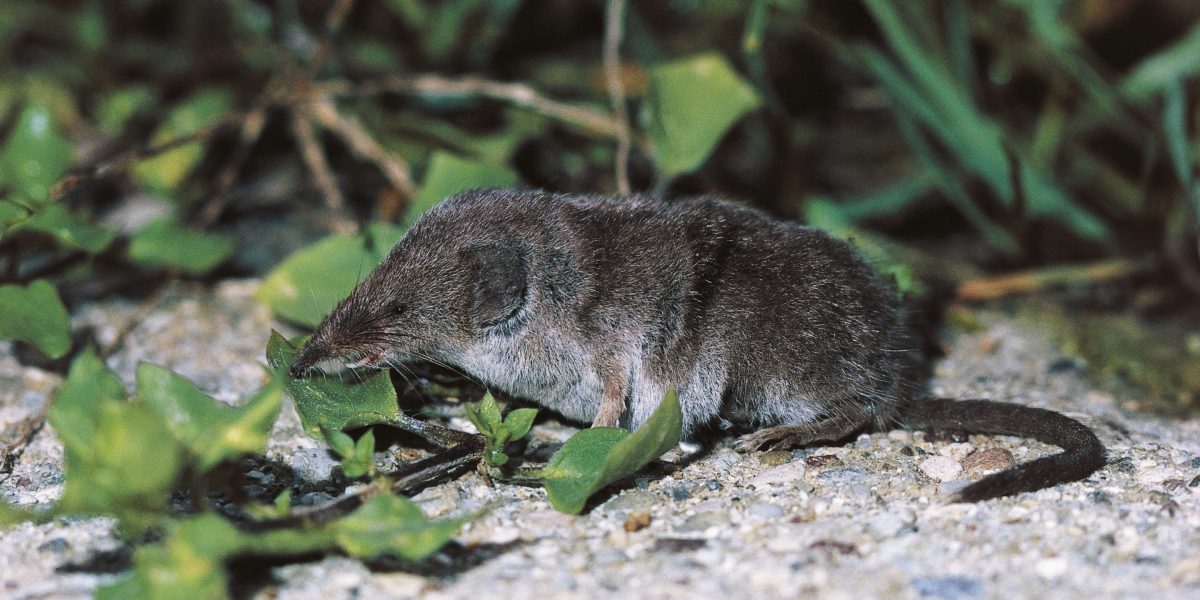 China's new Langya virus that's infected dozens isn't the next COVID ...