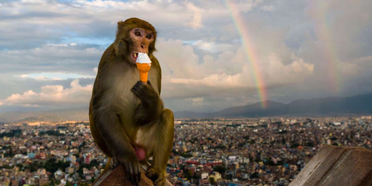 Monkeys could hold the key to a future vaccine for all COVID variants ...