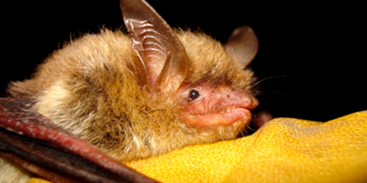 Biden put the northern long-eared bat on the endangered species list ...