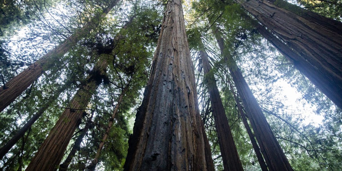 Pledges to plant trees are great news for the fight against climate ...