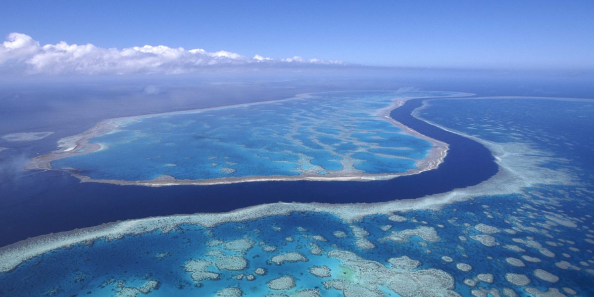 UN says the Great Barrier Reef may disappear. One startup has a ...