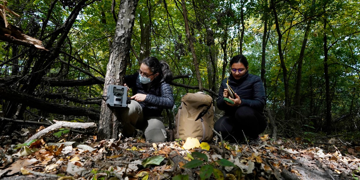 The world is 'rewilding' as major cities reintroduce native plants and ...