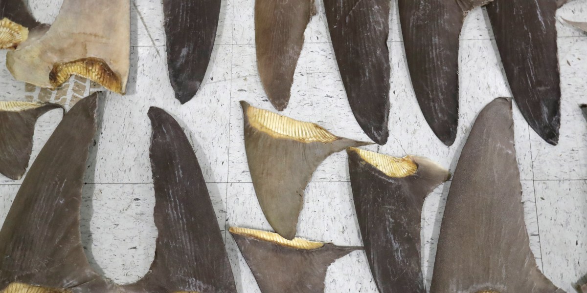 The US moves to ban the shark fin trade that kills millions each year ...