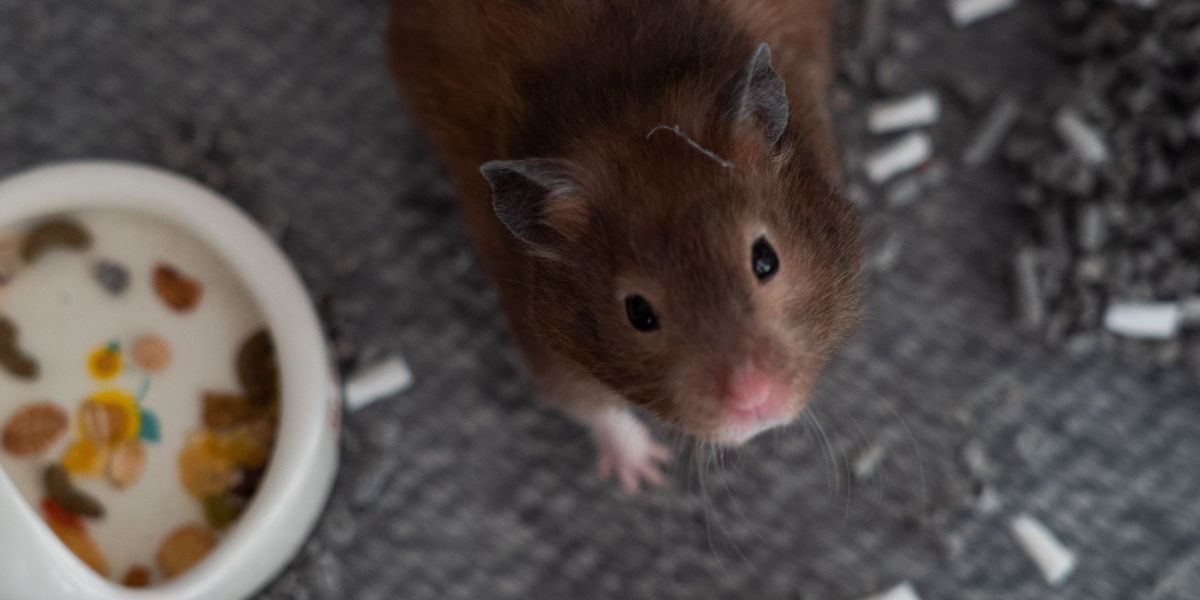 Hong Kong lifts its controversial hamster ban that made the furry ...