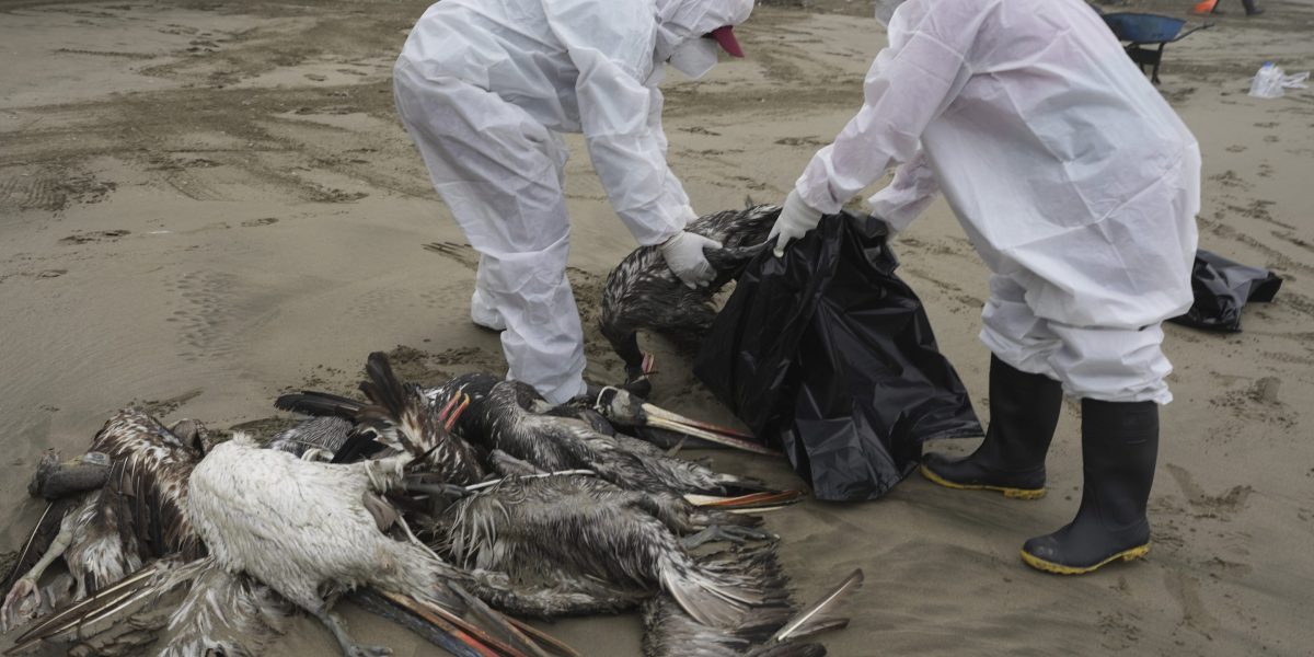 Bird flu spreads to minks at farm in Spain | Fortune