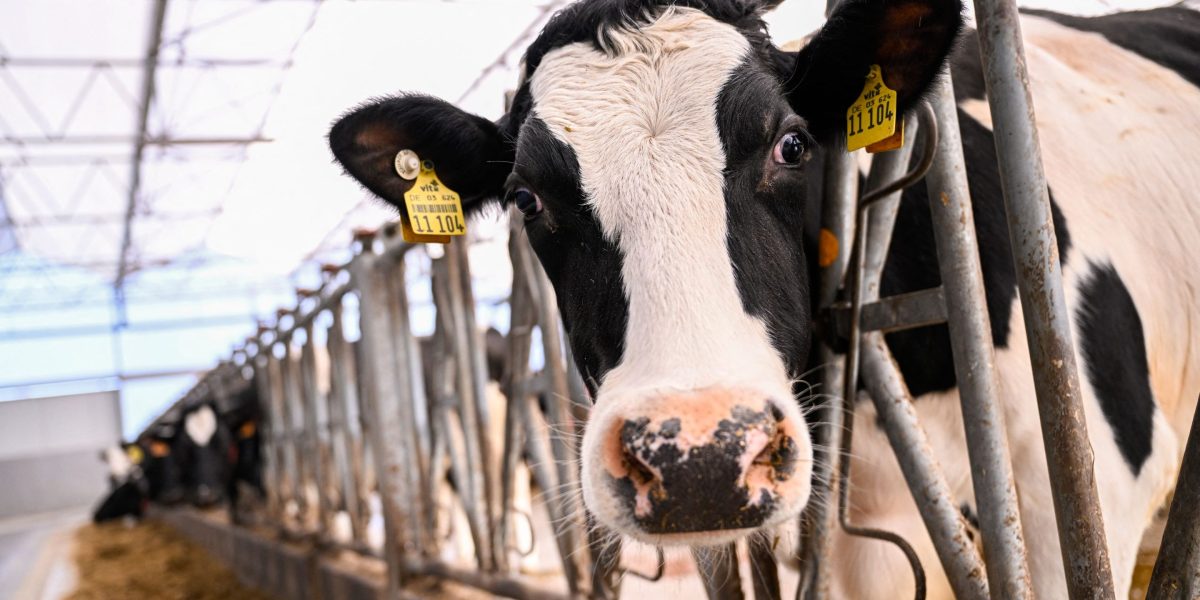 China says it has cloned three 'Super cows' | Fortune