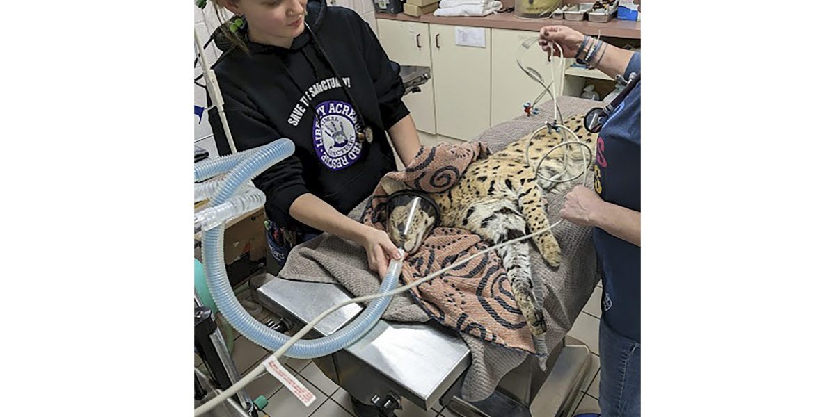 'Cocaine cat' caught in Cincinnati, headed for zoo | Fortune