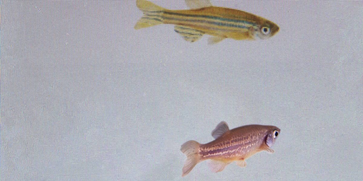 Fish have feelings, new study finds | Fortune