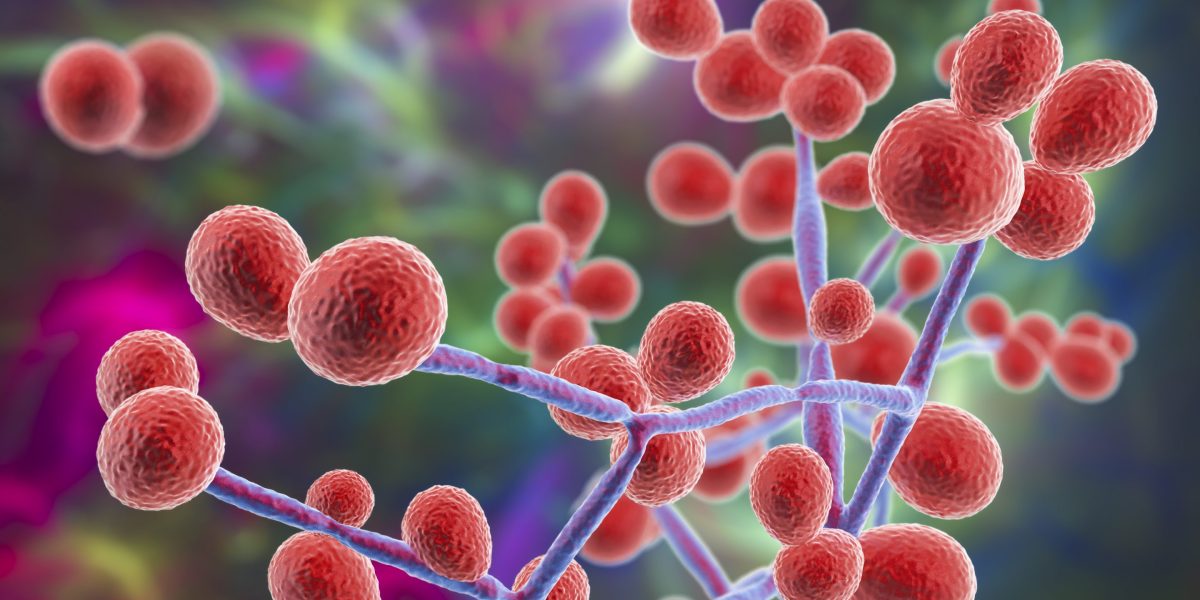A zombie apocalypse isn't likely–but a fungal outbreak is | Fortune